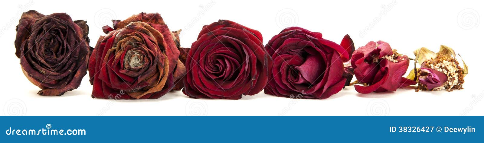 Life of a red rose stock image. Image of garden, cutout - 38326427