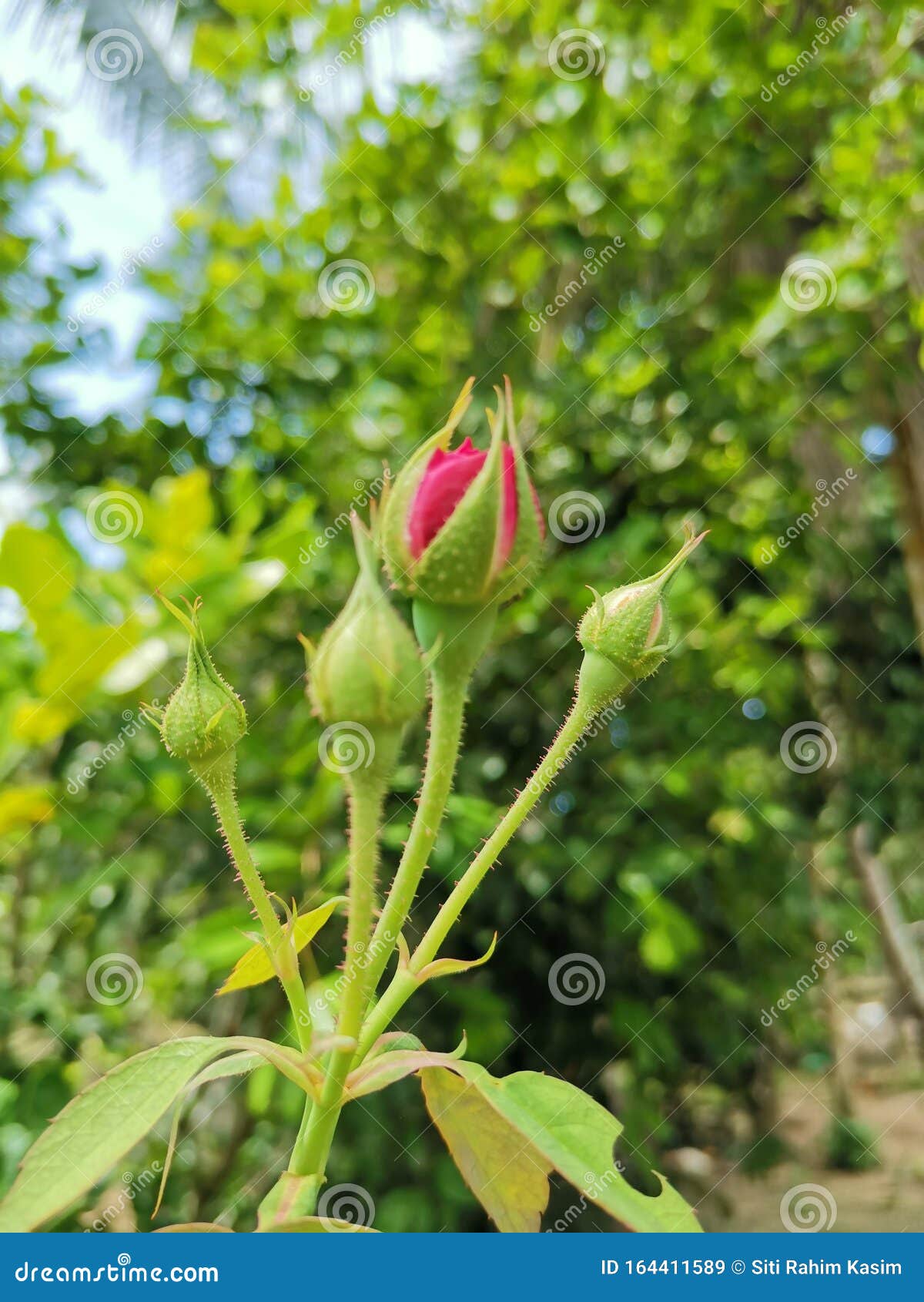 The life of the red roses stock image. Image of life - 164411589