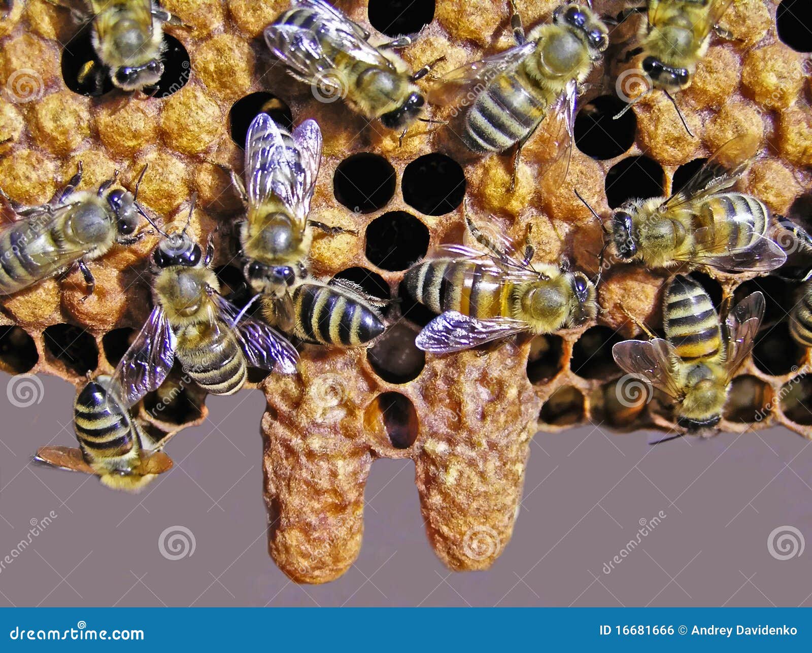 Life and Reproduction of Bees. Stock Photo - Image of entomology ...