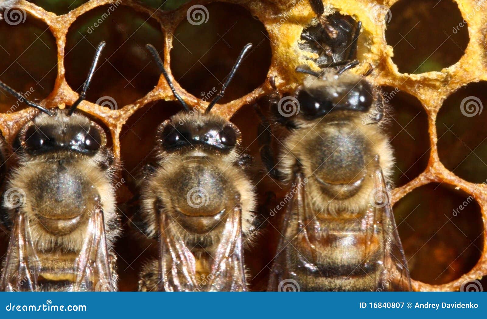 Life and Reproduction of Bees Stock Image - Image of apiary, head: 16840807