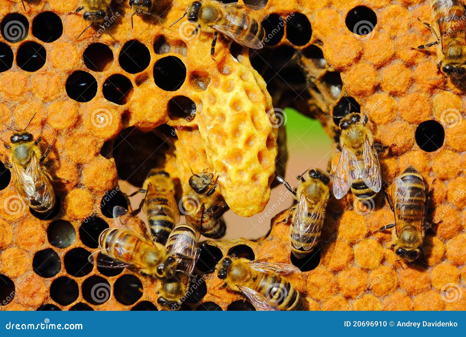 Life and Reproduction of Bees Stock Photo - Image of care, combs: 20696910