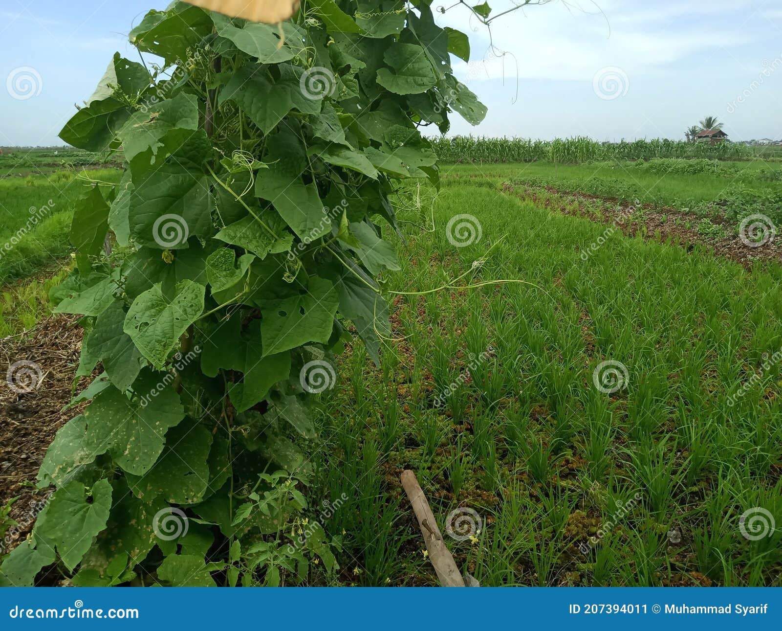 Life in the rice fields stock image. Image of produce - 207394011