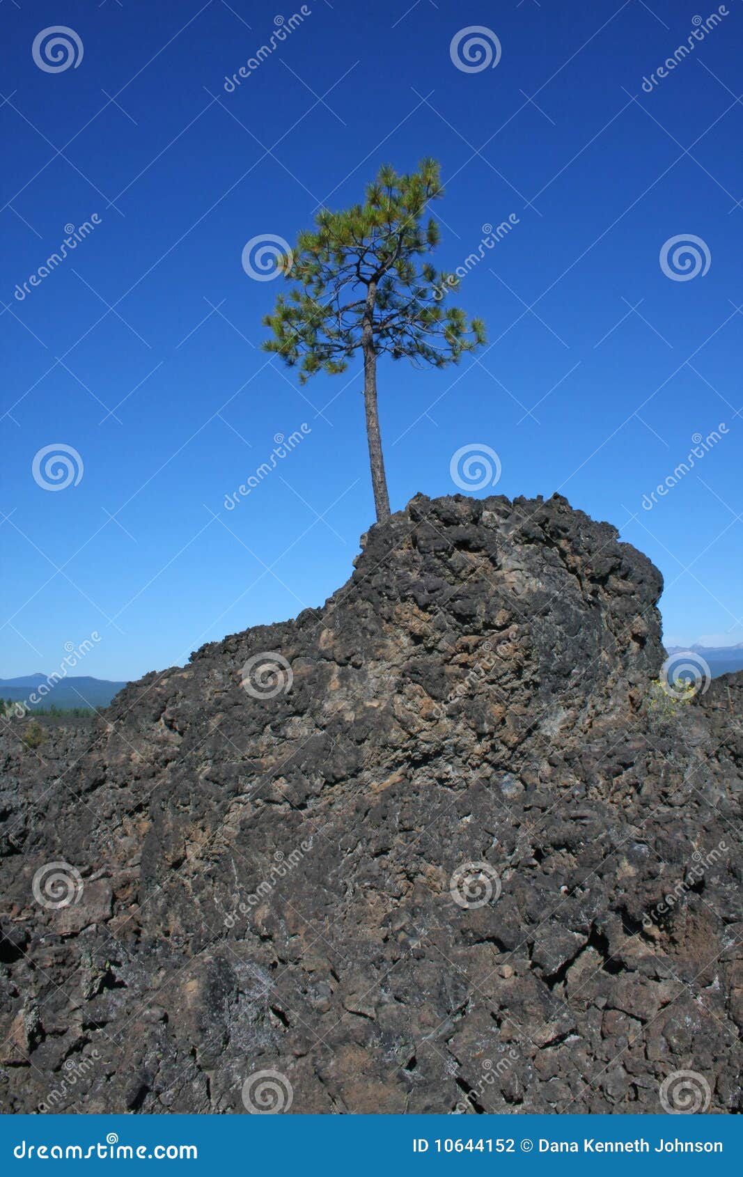Life from Rock stock photo. Image of skyline, cascades - 10644152