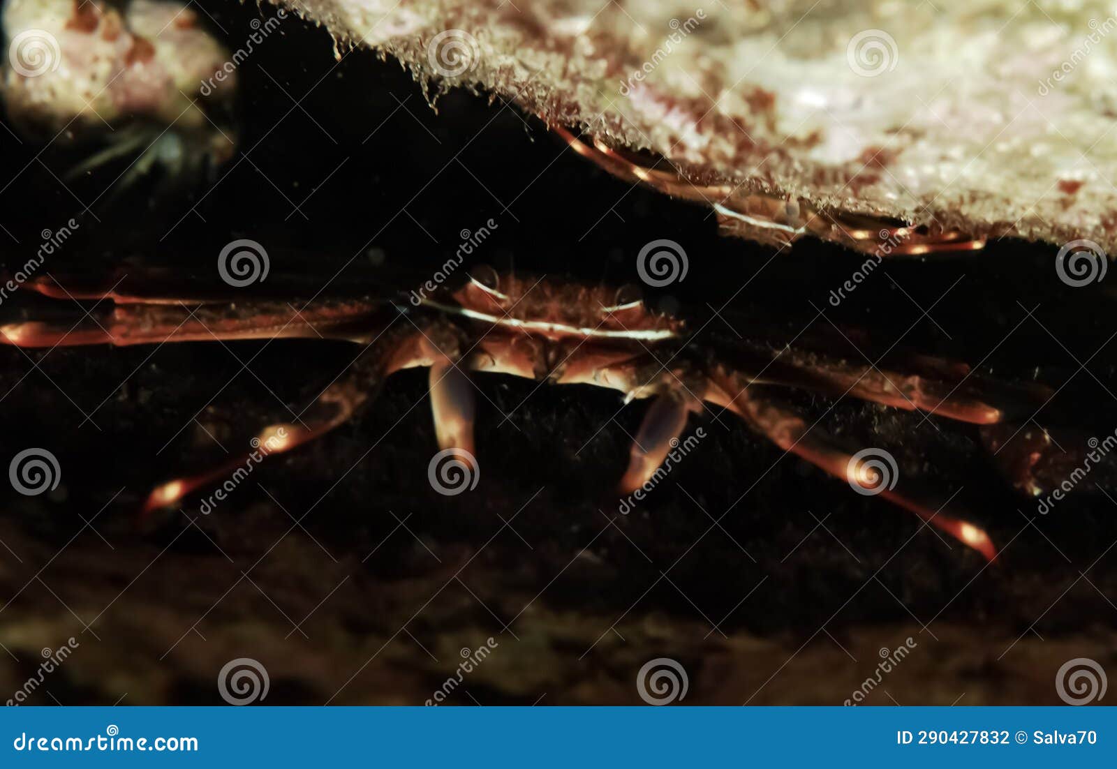 Life on a rock stock photo. Image of wildlife, rock - 290427832