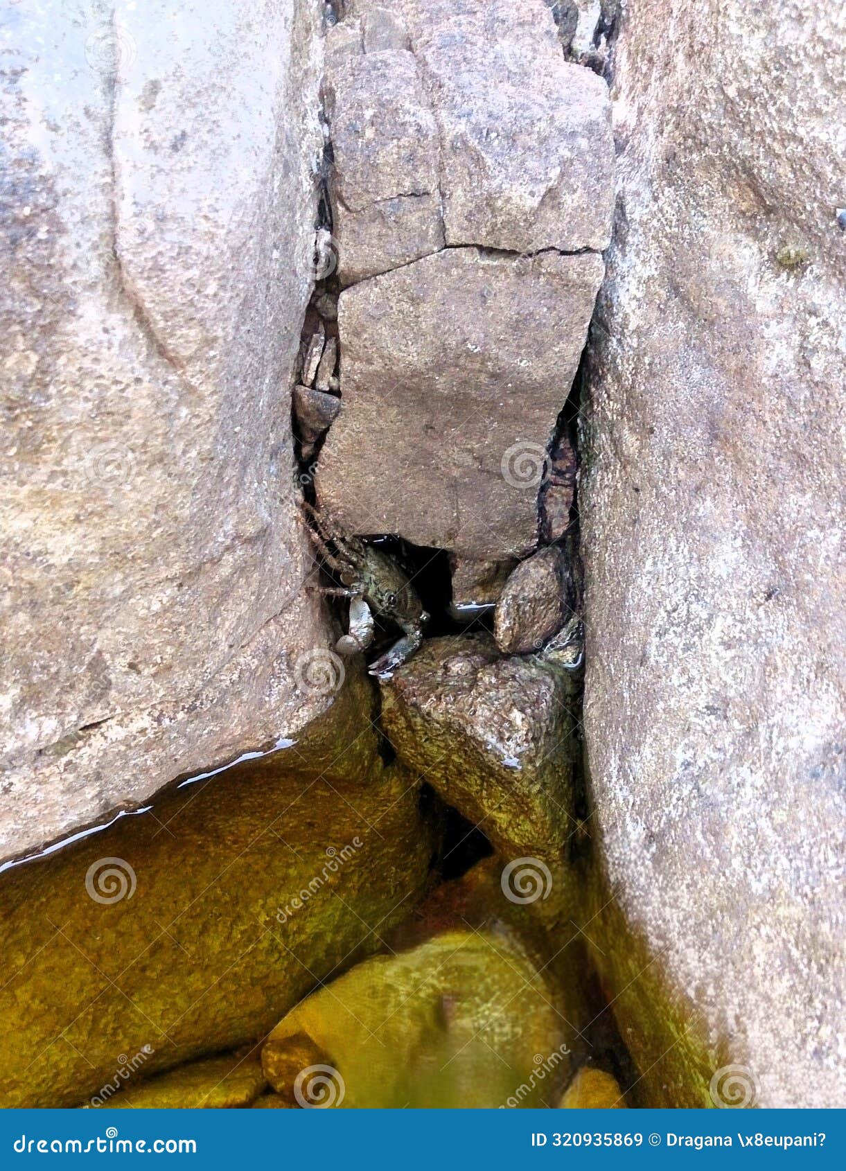 Life in rock and sea stock image. Image of animals, crab - 320935869
