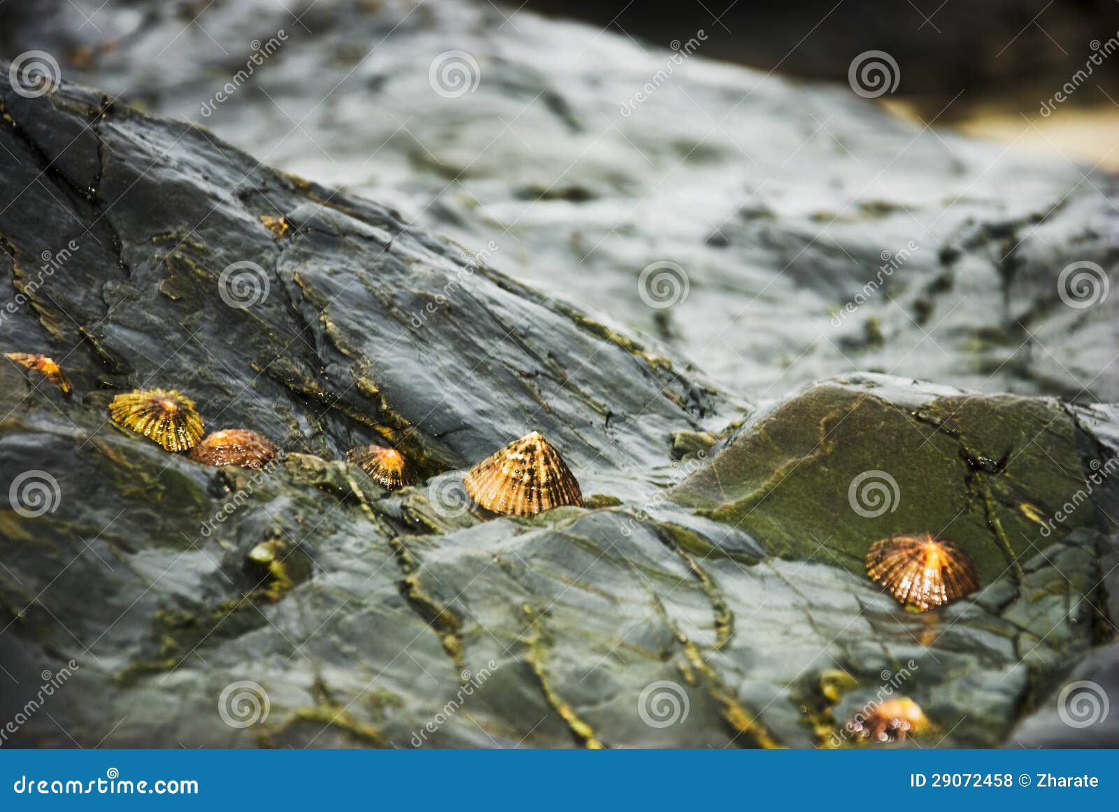 Life on the rocks stock photo. Image of water, coast - 29072458