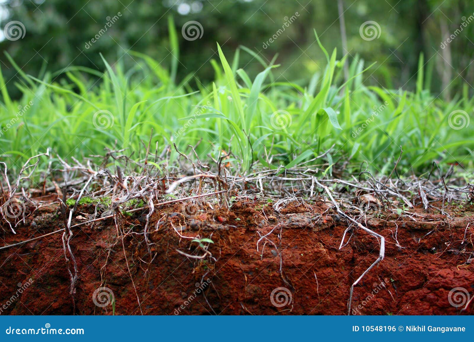 Life from the Roots stock photo. Image of vegetation - 10548196