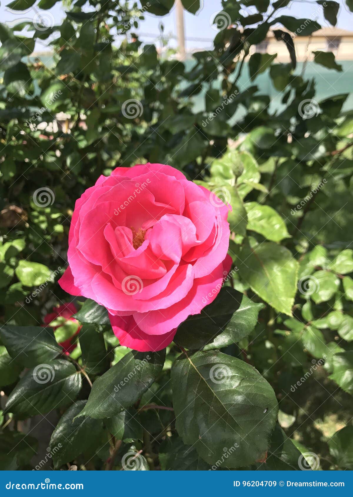 Life in rose stock image. Image of life, rose, pequeaplusmn - 96204709