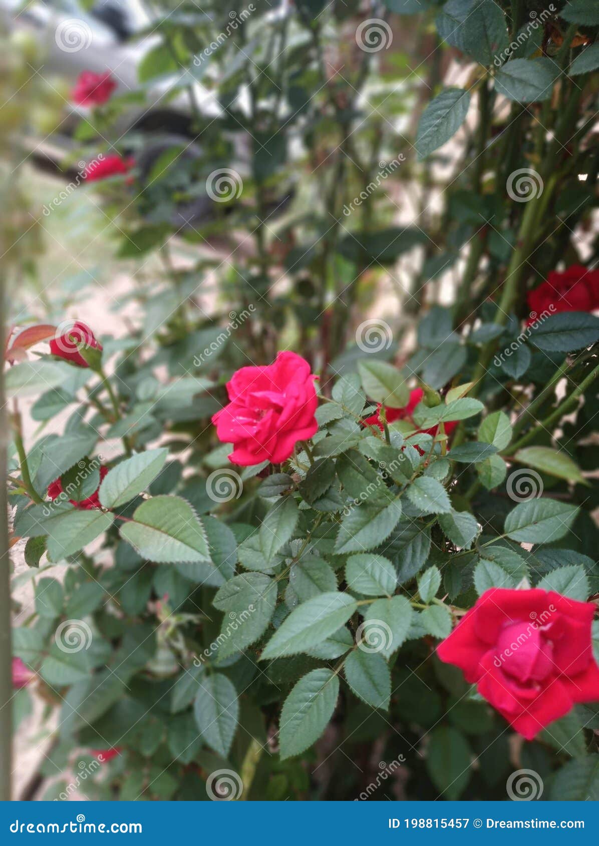 Life of the rose stock image. Image of flower, garden - 198815457