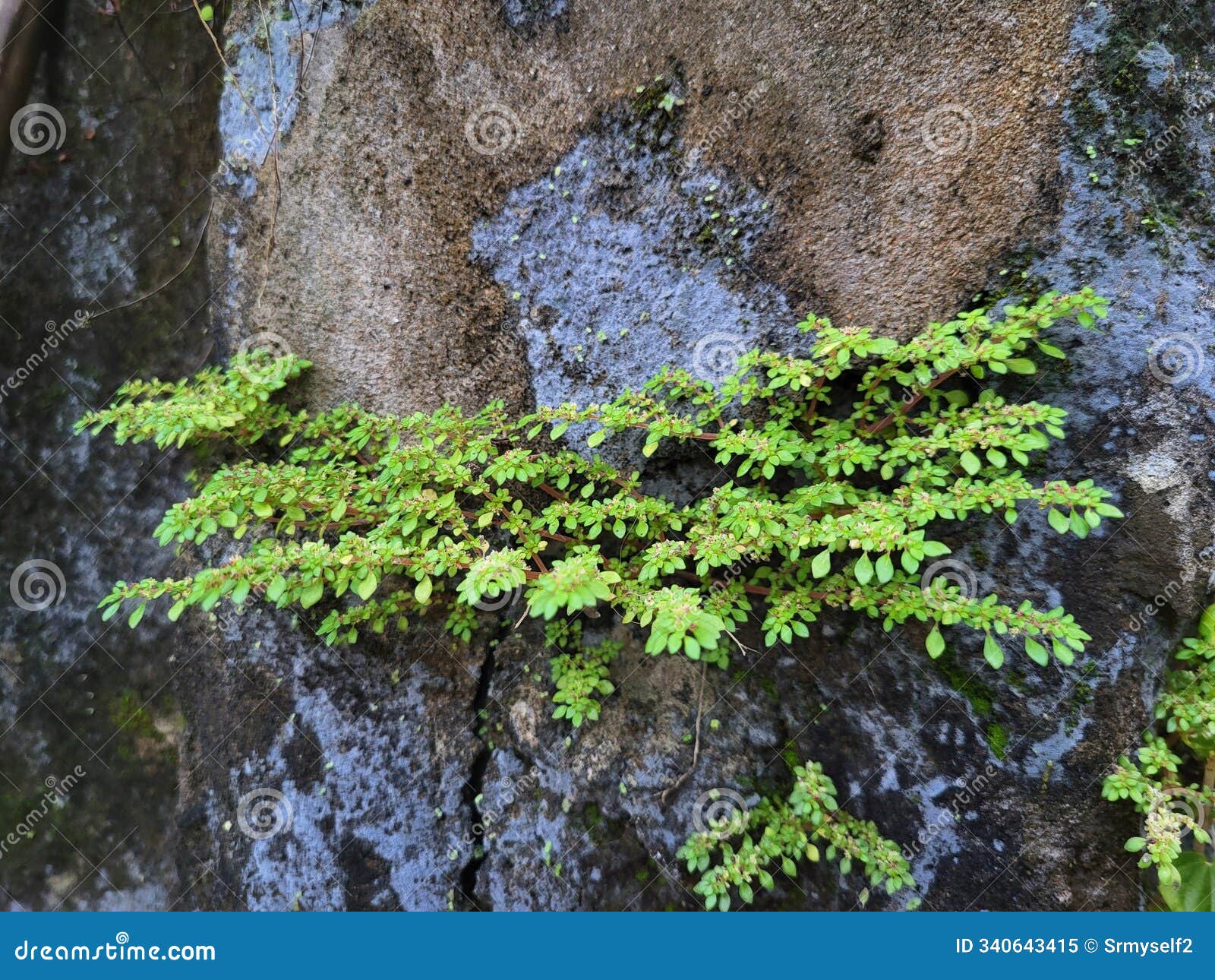 Life in a Ruined Wall with Greenery Stock Image - Image of life, plant ...