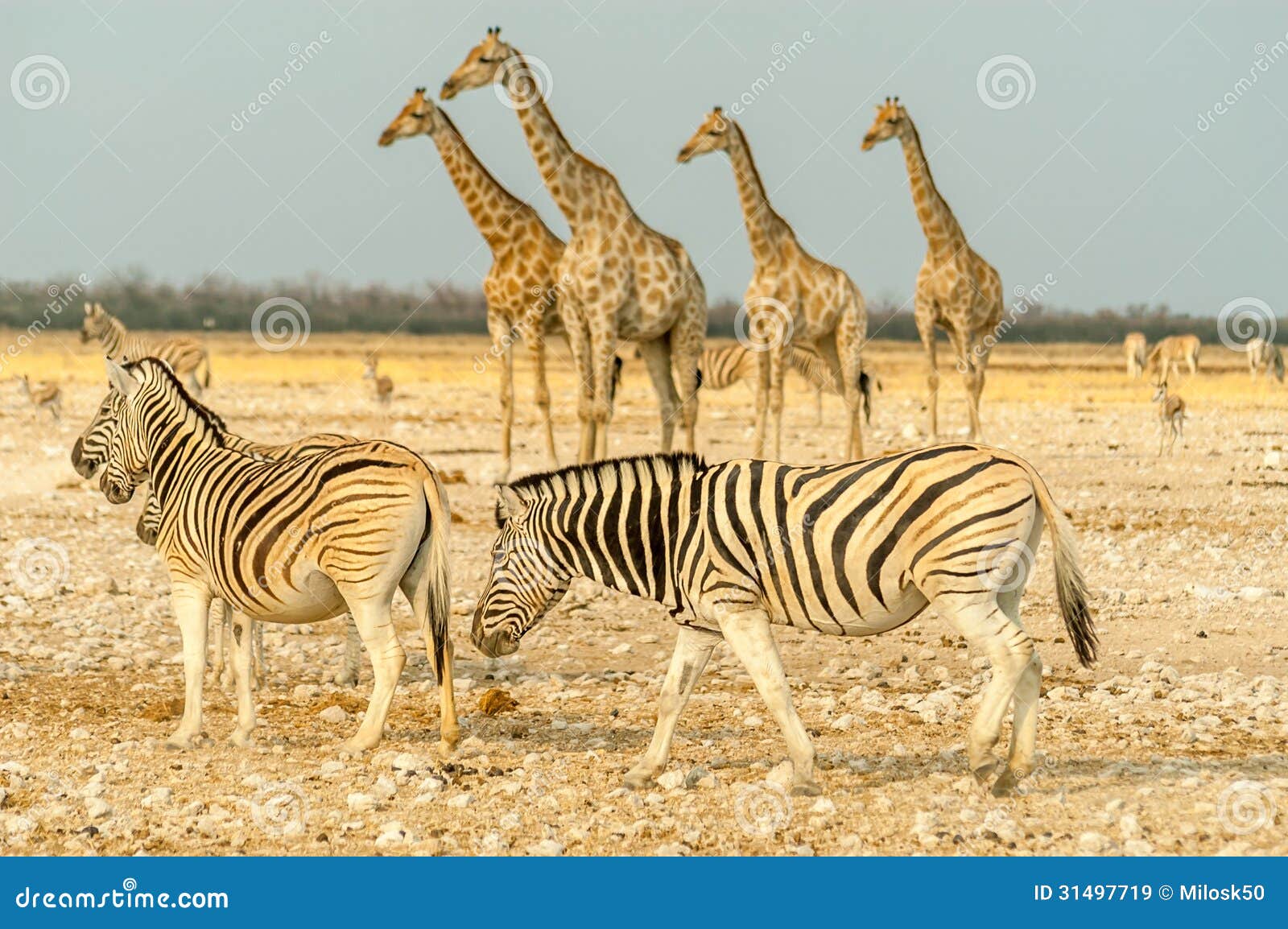 Life in the savannah stock image. Image of namibia, giraffe - 31497719