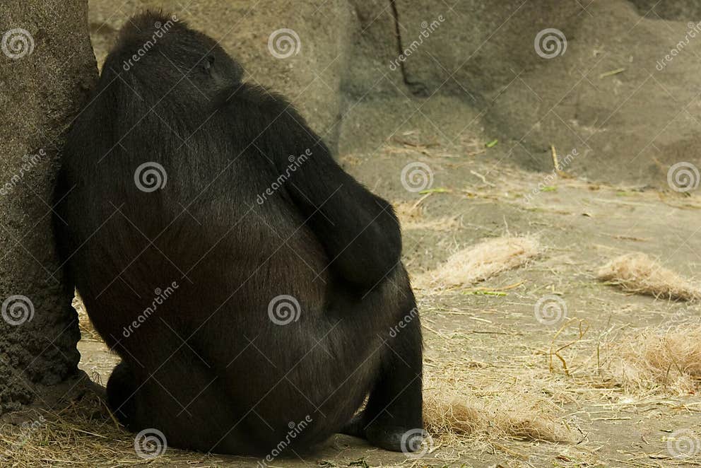 Life Sentence stock photo. Image of prison, reserve, guilty - 16082840