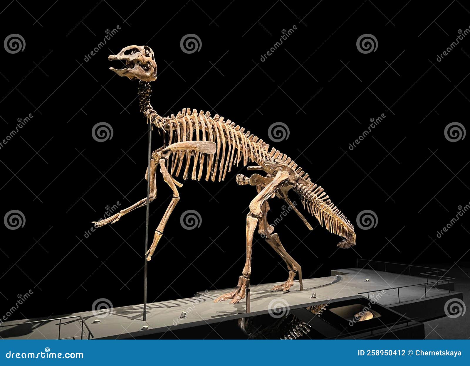 Life Size Skeleton of Edmontosaurus in Museum Editorial Photography ... Life Size Skeleton of Edmontosaurus in Museum Editorial Photography ...