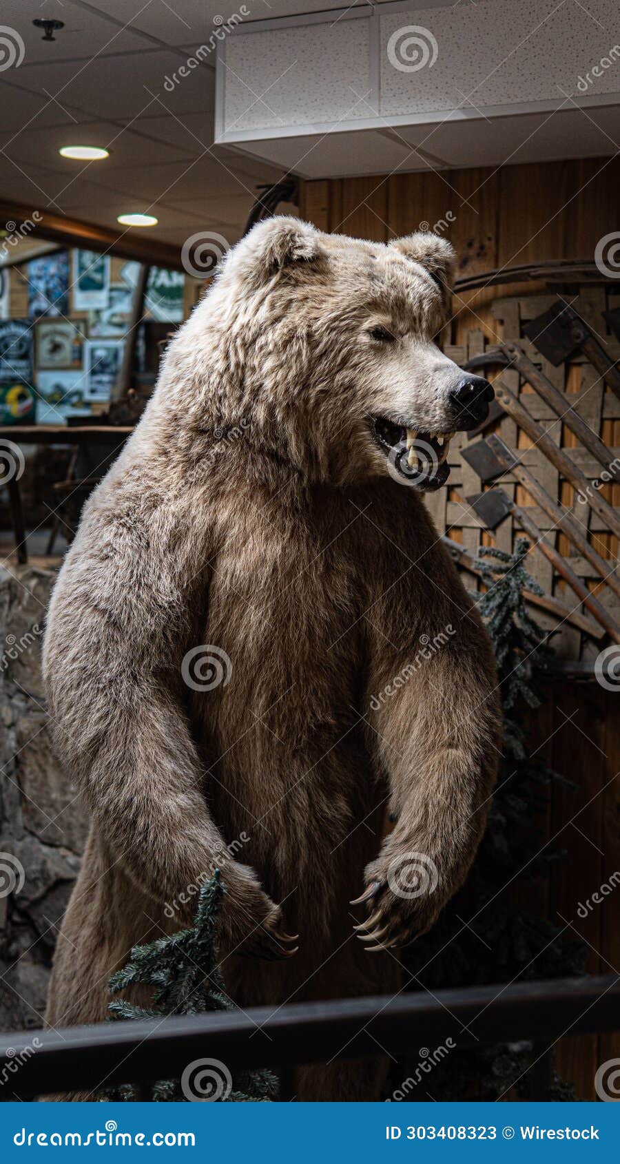 Life-size Stuffed Grizzly Bear Standing in a Store Editorial Stock ...