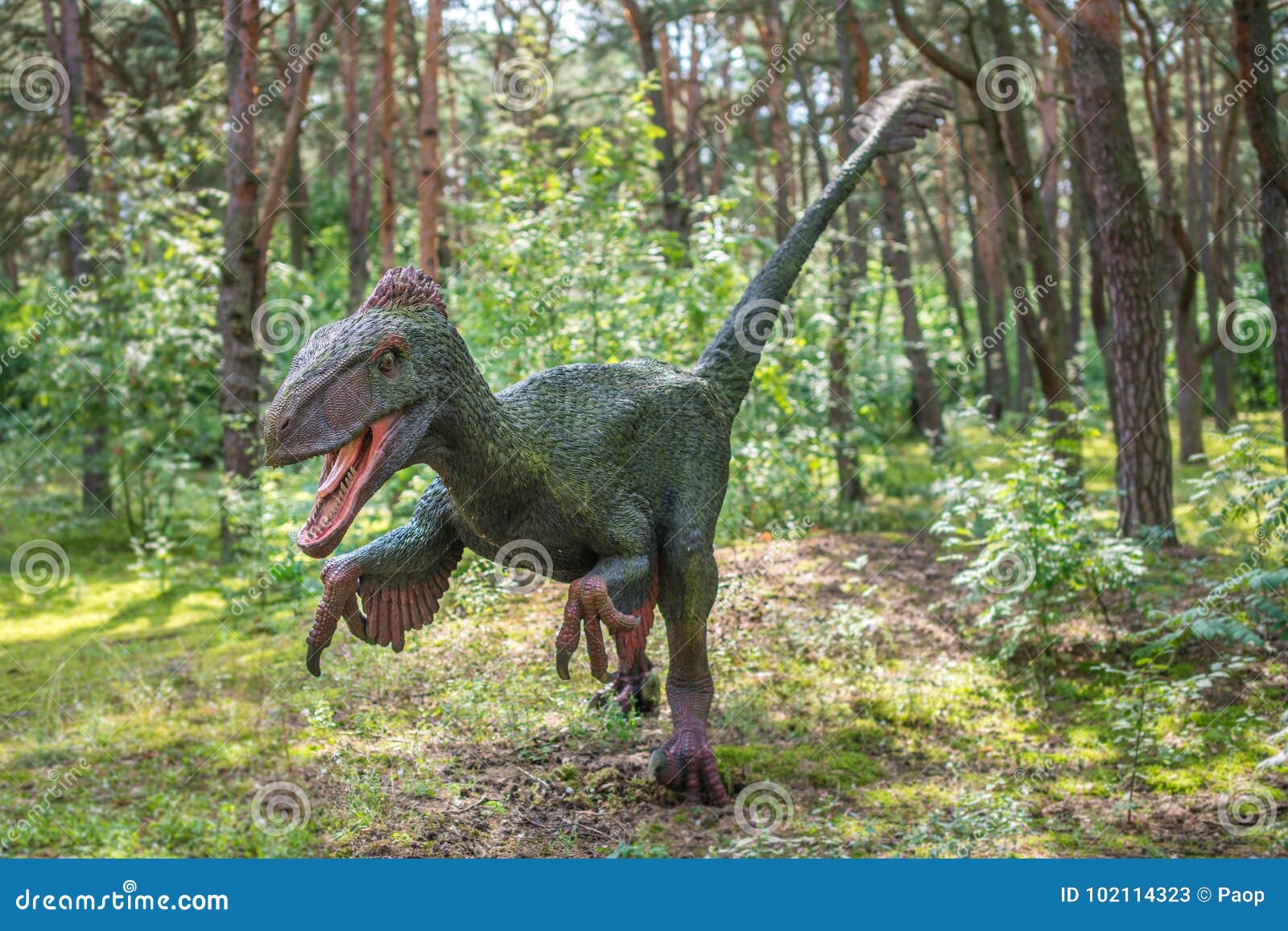 Raptor on a hunt stock image. Image of hunting, lost - 102114323