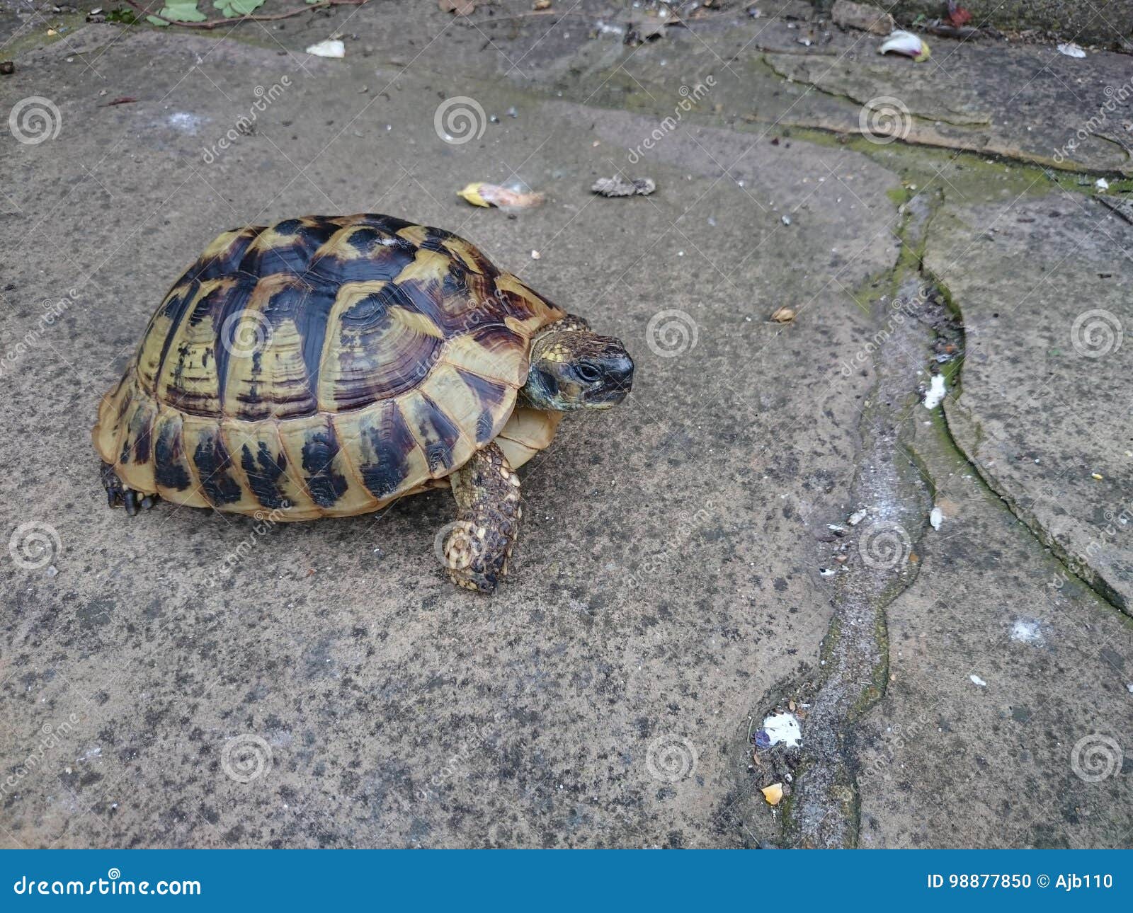 Life in the slow lane stock photo. Image of mobile, shell - 98877850