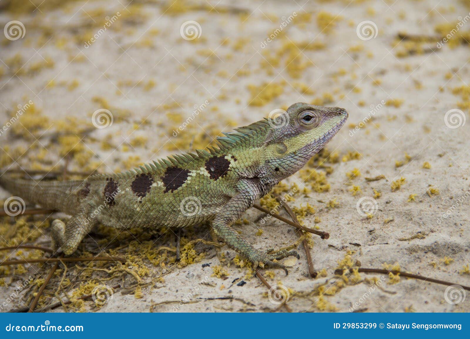 Small dragon stock image. Image of domestic, brown, dragon - 29853299