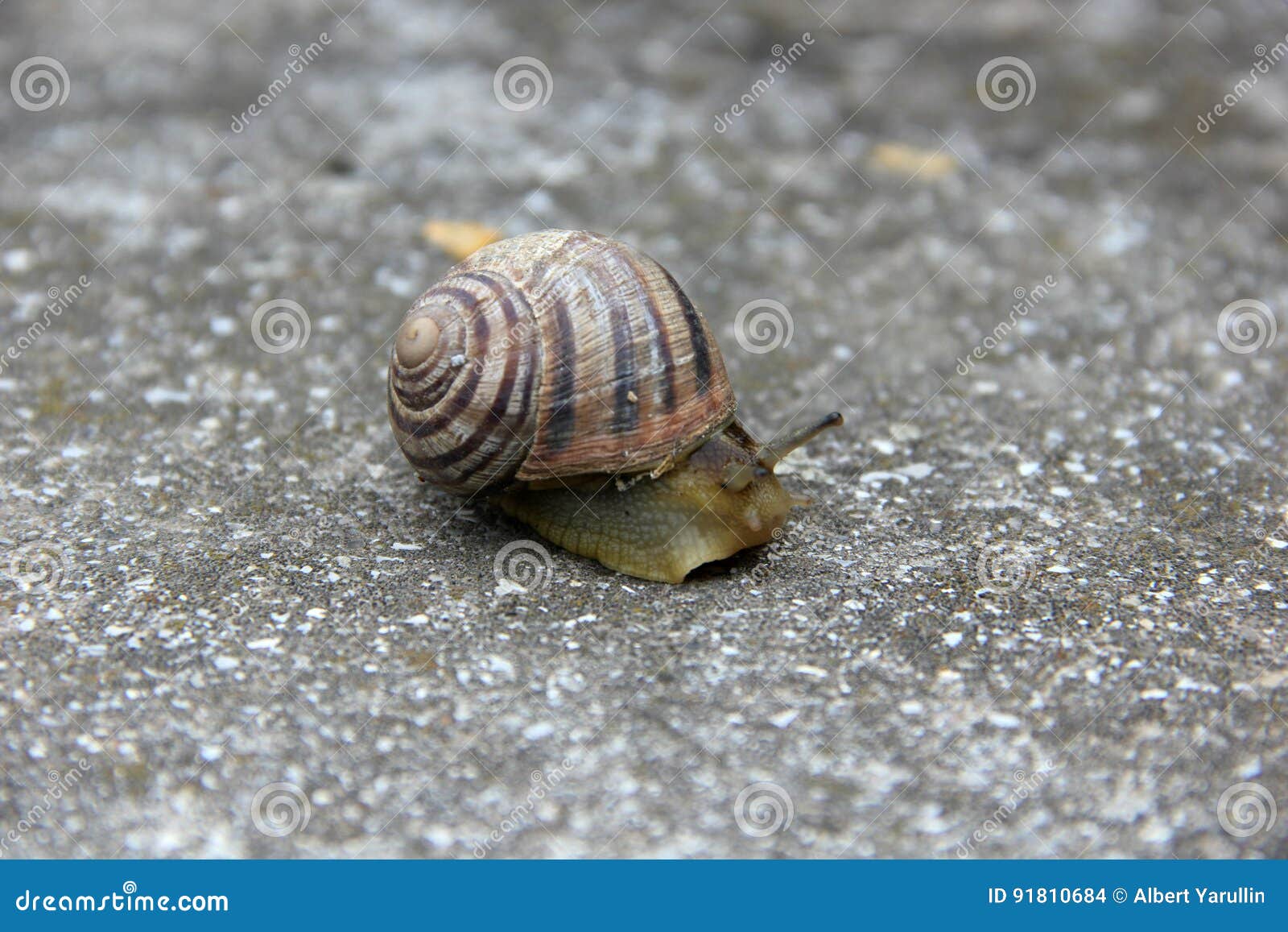 The life of a snail stock photo. Image of nature, object - 91810684