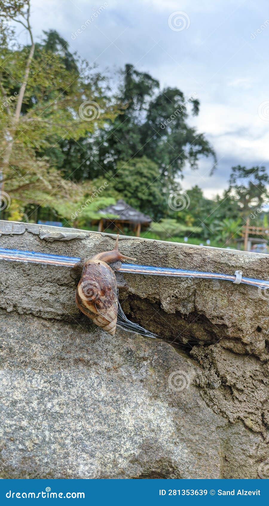Life Snail on Spider Net Nature Stock Image - Image of life, snail ...