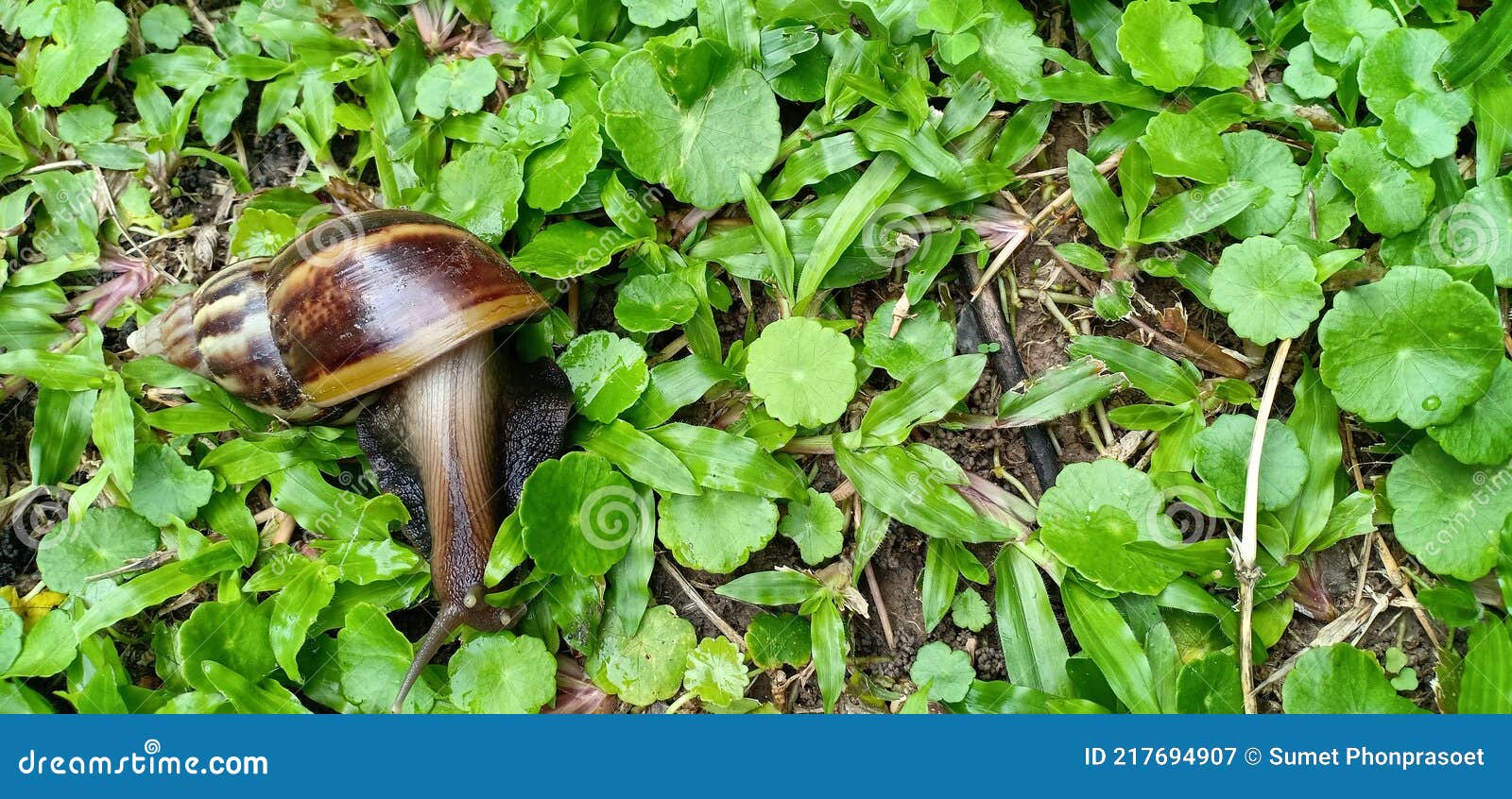 Life of Snail with Walking in Nature Stock Image - Image of woodland ...