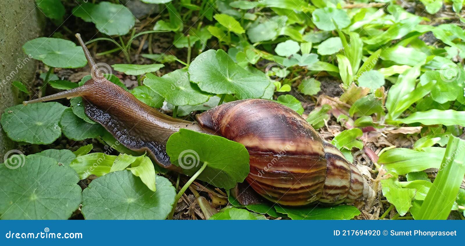 Life of Snail with Walking in Nature Stock Photo - Image of amphibian ...