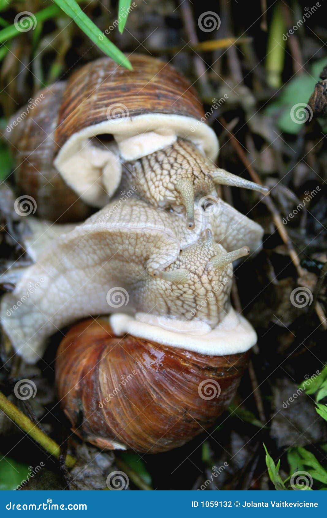 Life of Snails stock photo. Image of animals, garden, spawn - 1059132
