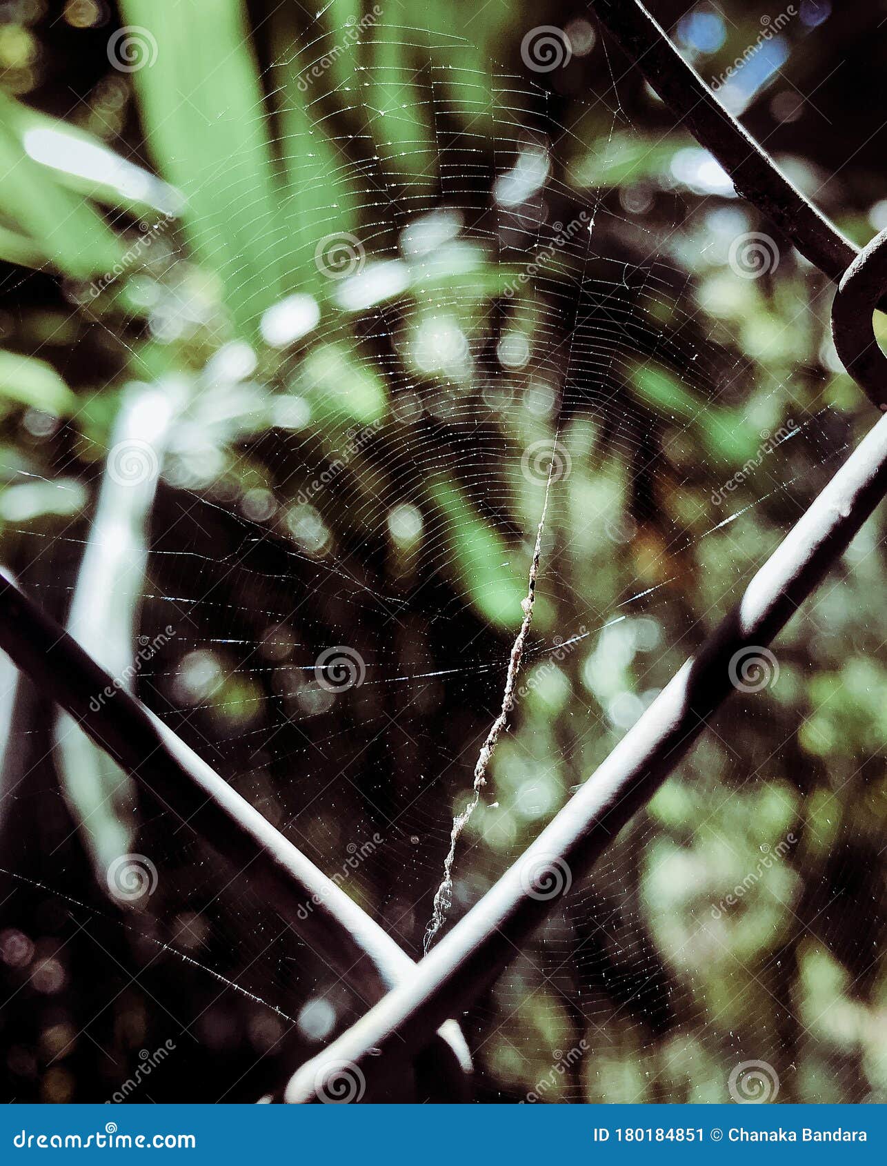 Life of spider stock image. Image of life, spider, spiderweb - 180184851