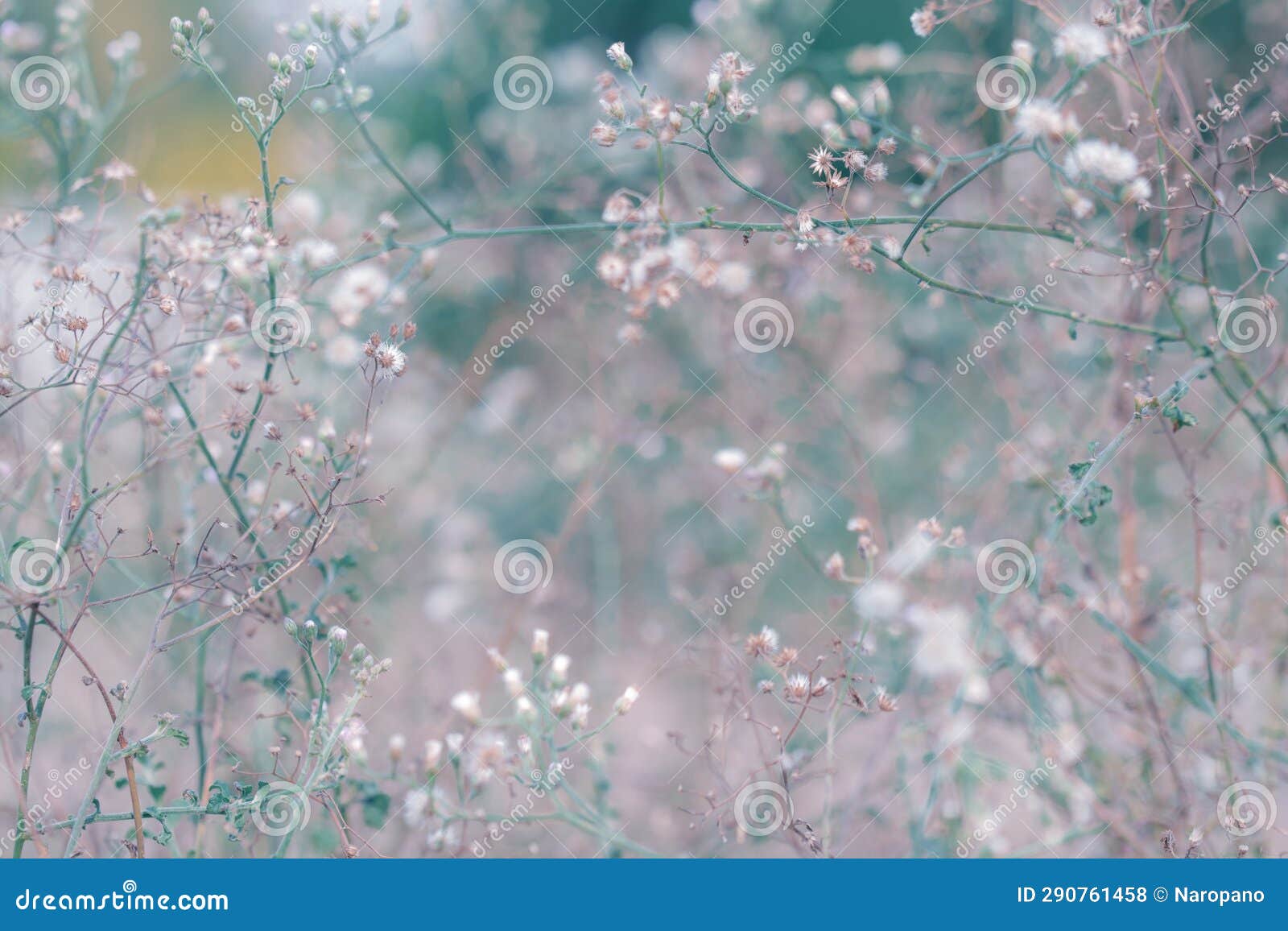 Life Spring Flower Morning Beauty Change Summer Stock Photo - Image of ...