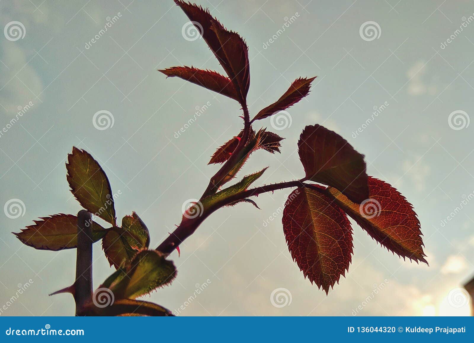 Life sprouting stock photo. Image of branch, give, sprouting - 136044320