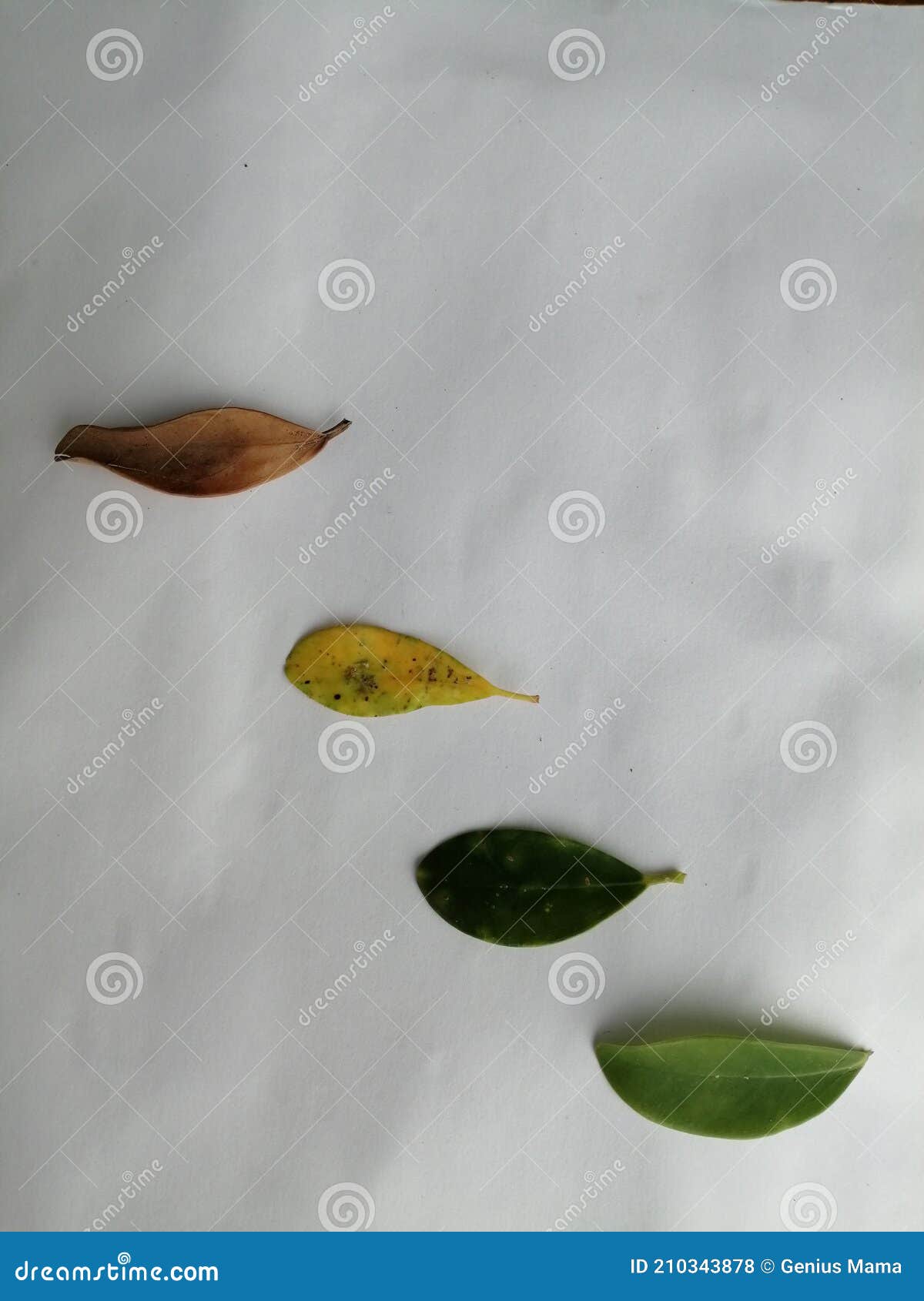 Life Stages of a Leaf on the White Background. Stock Photo - Image of ...