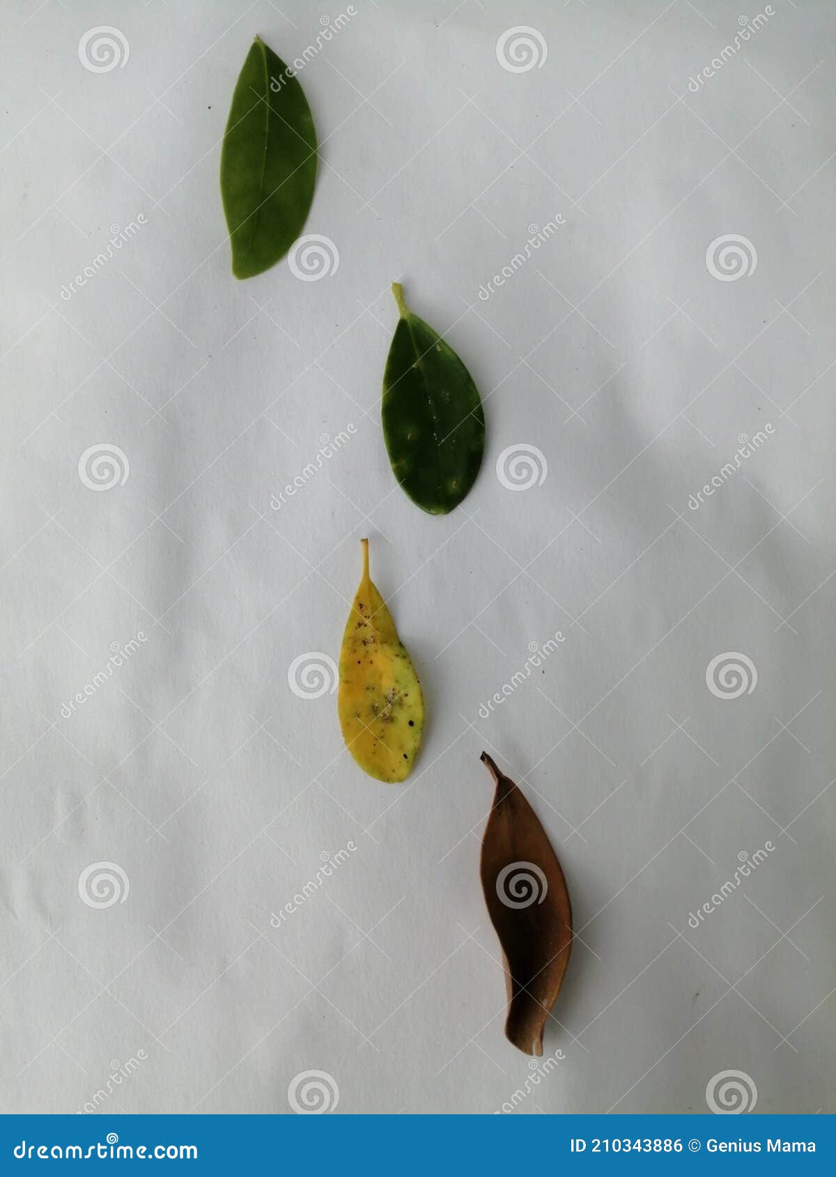 Life Stages of a Leaf on the White Background. Stock Photo - Image of ...