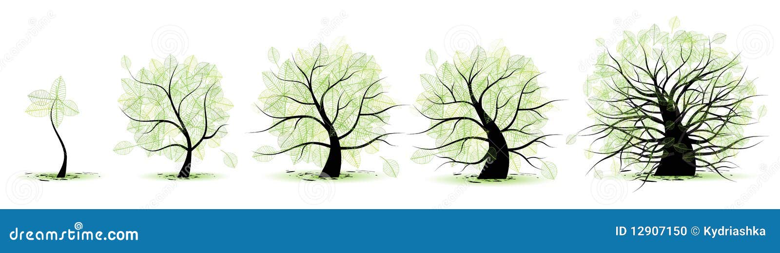 Life stages of tree stock vector. Illustration of evolution - 12907150