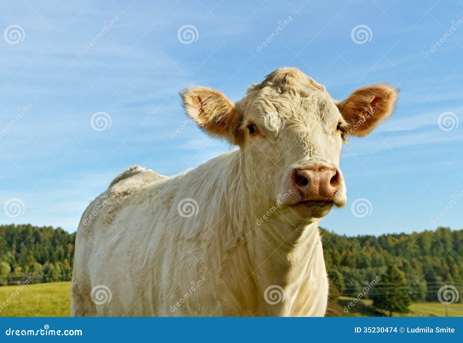 Life stock on the meadow. stock photo. Image of farmland - 35230474