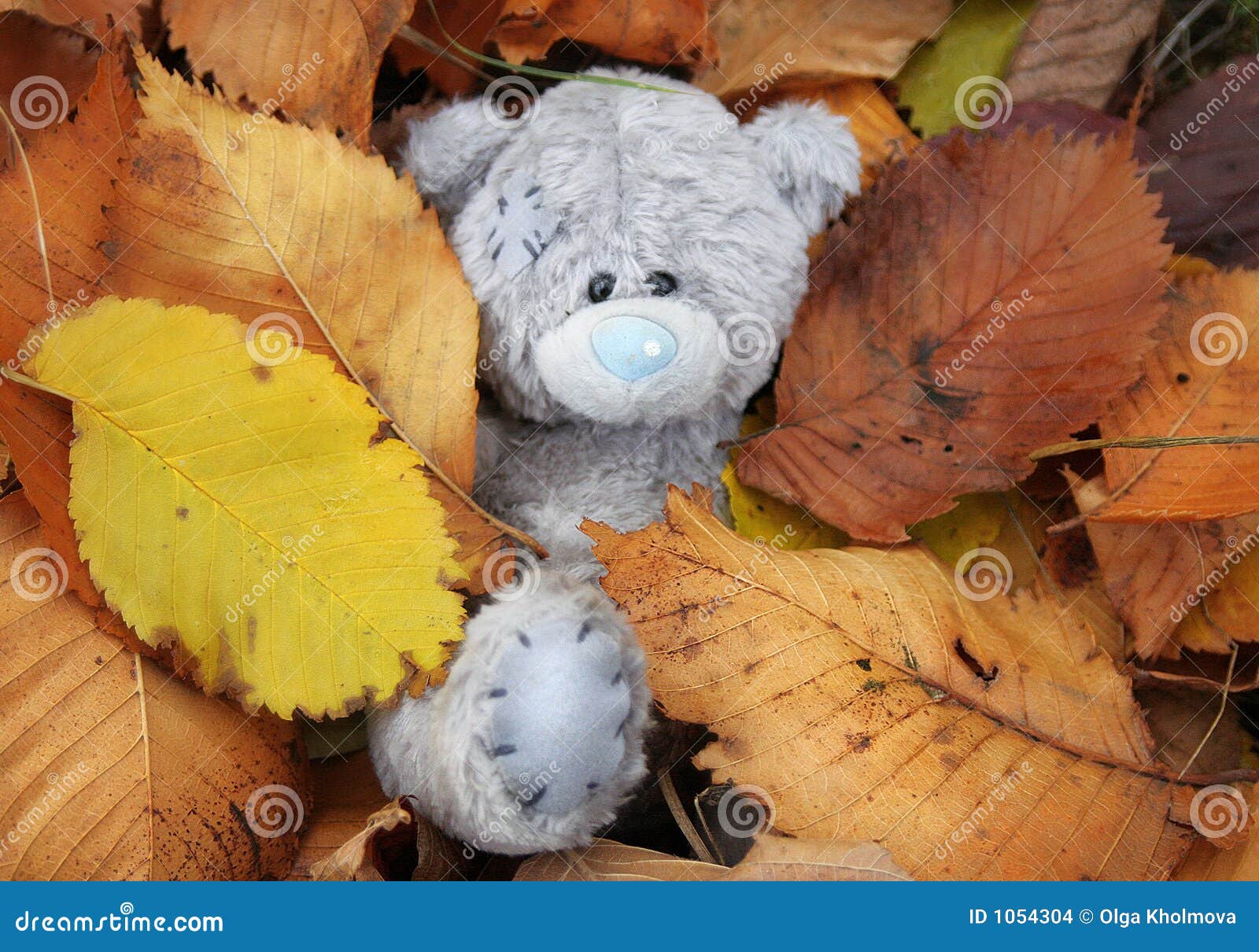 Life of the teddi-bear stock photo. Image of soft, leaves - 1054304