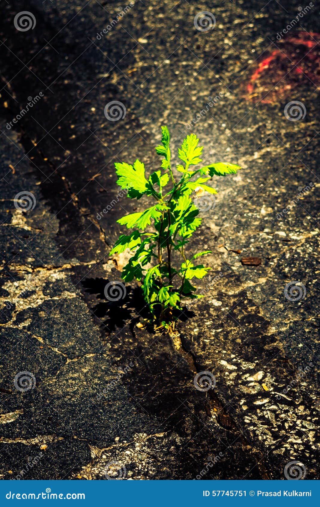 Life in tough environment stock image. Image of nature - 57745751