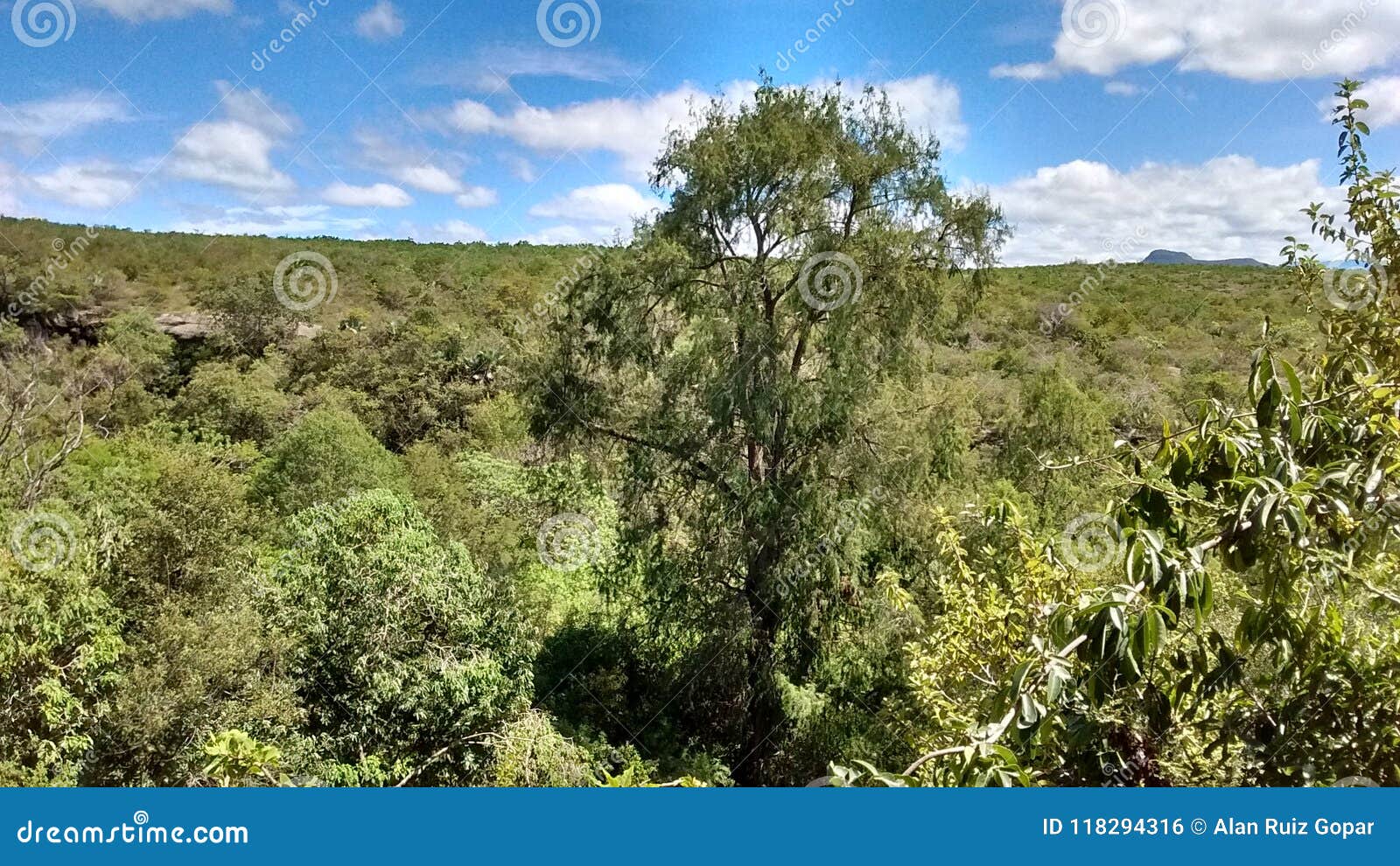 Green hope stock photo. Image of landscape, hope, life - 118294316