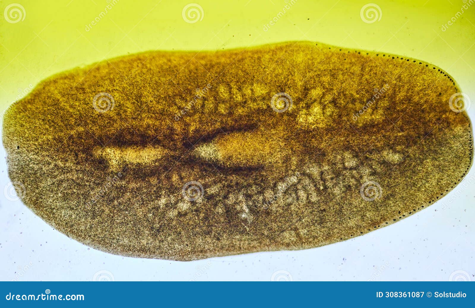 Life under a microscope stock image. Image of bacteria - 308361087