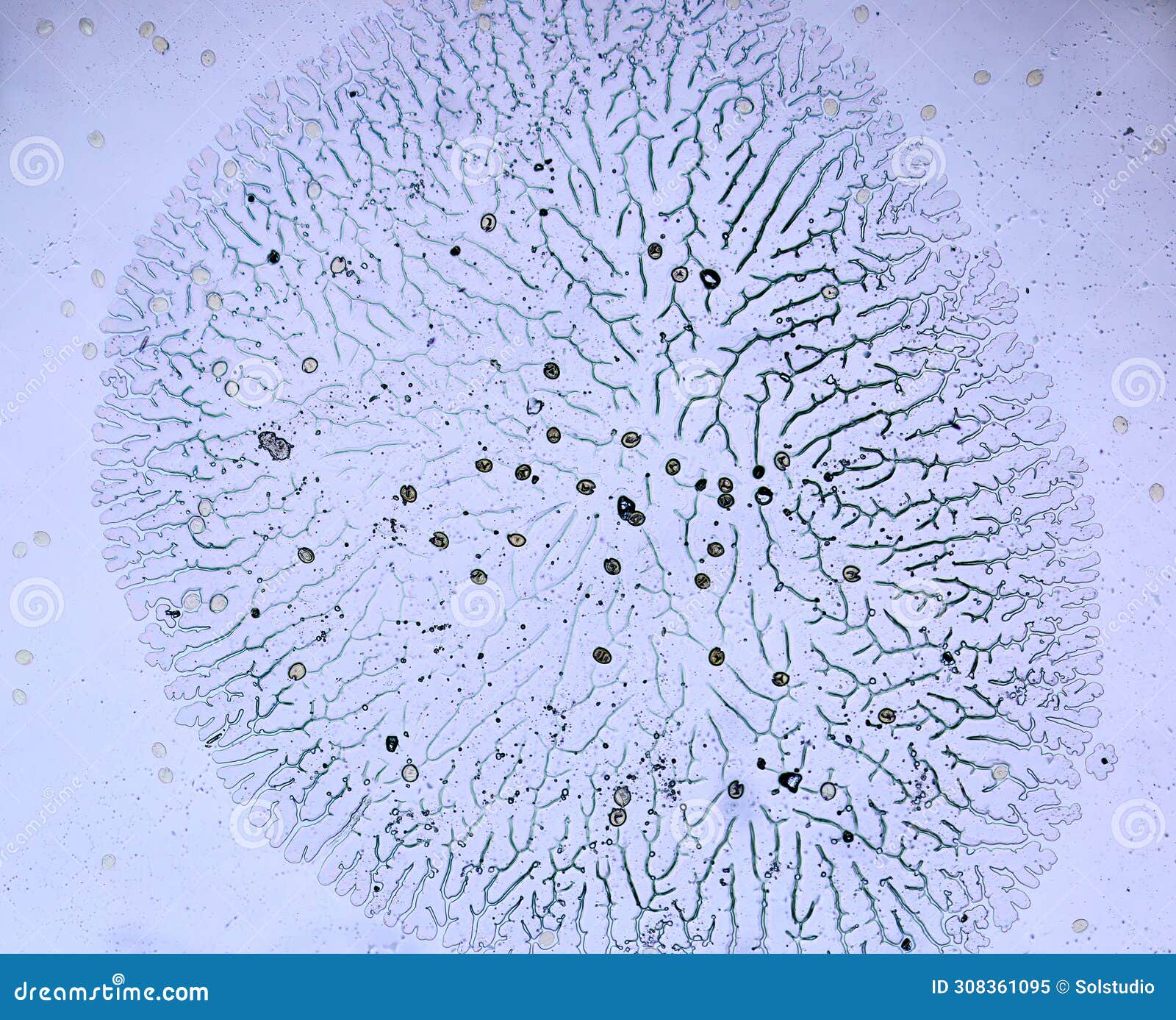 Life under a microscope stock image. Image of plant - 308361095