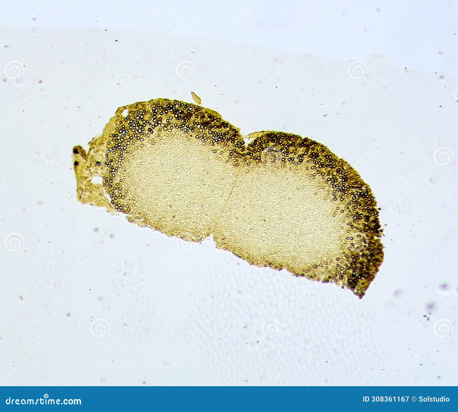 Life under a microscope stock image. Image of micro - 308361167