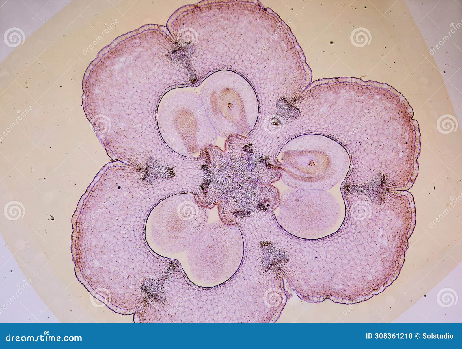 Life under a microscope stock photo. Image of genetic - 308361210