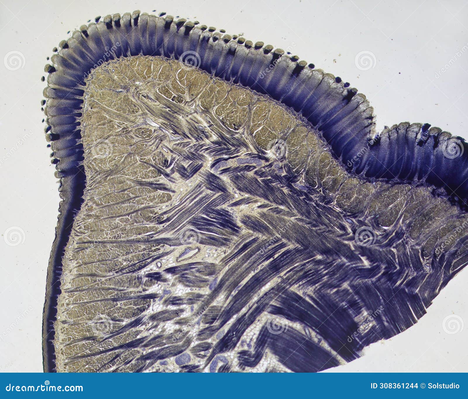 Life under a microscope stock photo. Image of microbe - 308361244