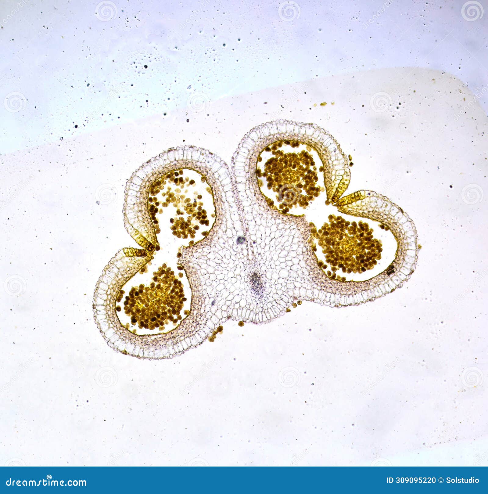 Life under a microscope stock photo. Image of microbiology - 309095220