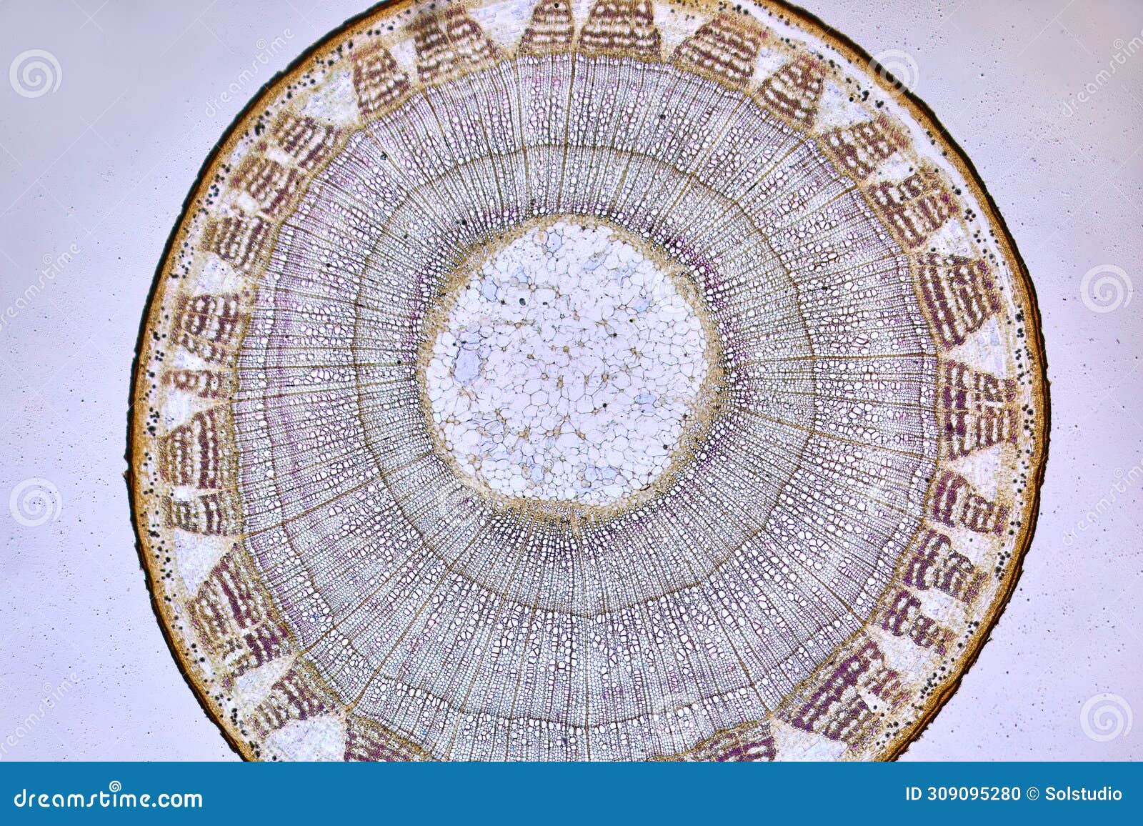 Life under a microscope stock photo. Image of microbiology - 309095280