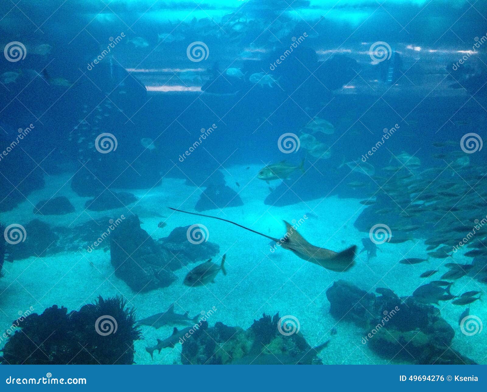 Life under water stock photo. Image of life, extreme - 49694276