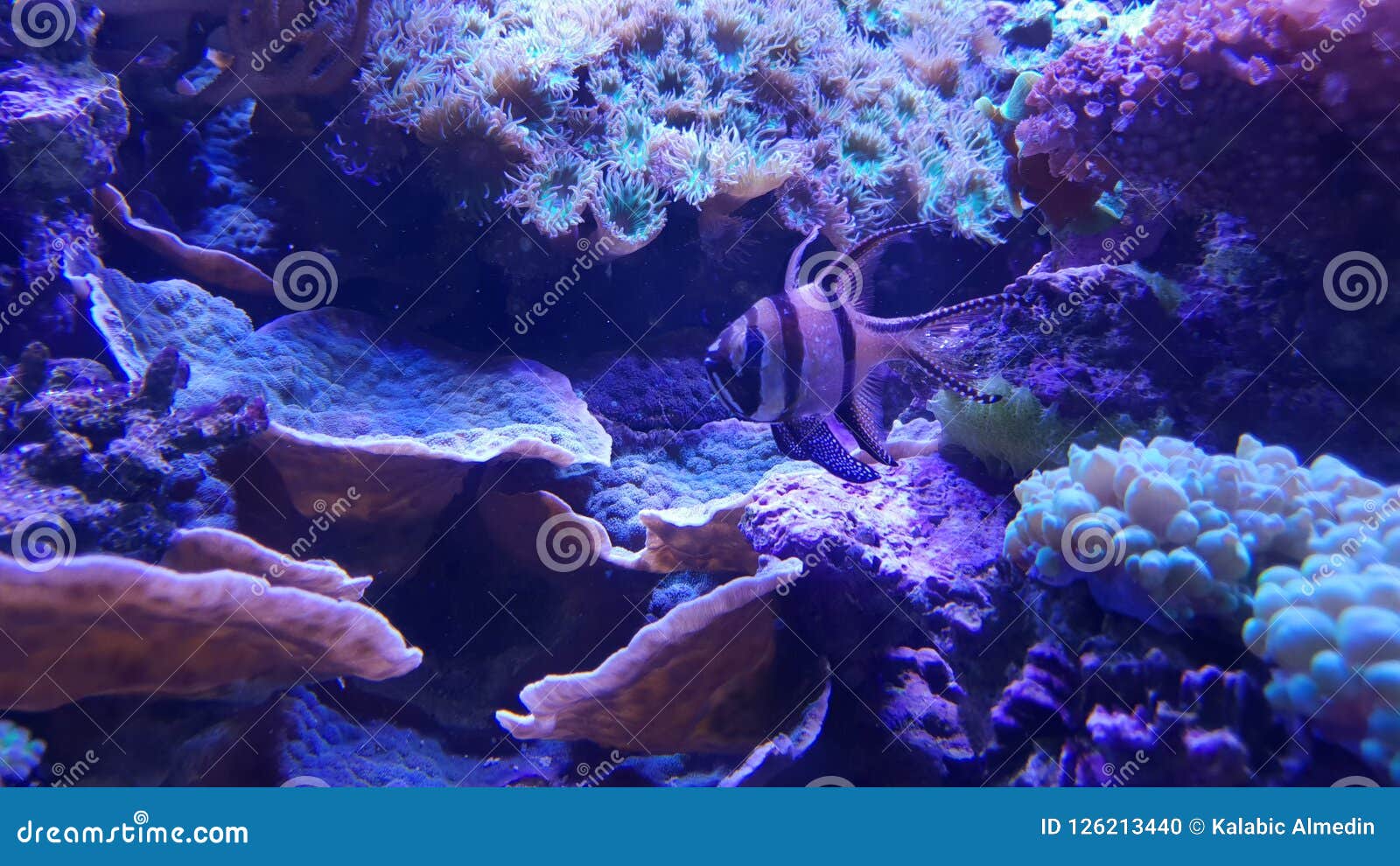 Life Underwater with a Fish Stock Photo - Image of life, enjoying ...