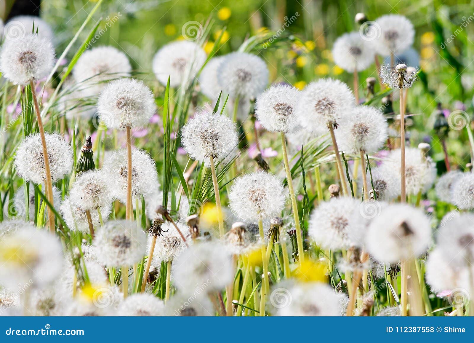 Field dandelion stock photo. Image of yellow, landscape - 112387558