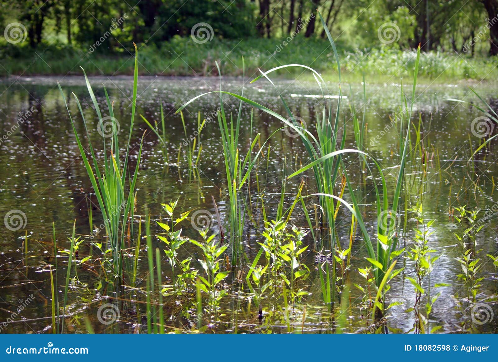 Life in water stock photo. Image of green, water, summertime - 18082598