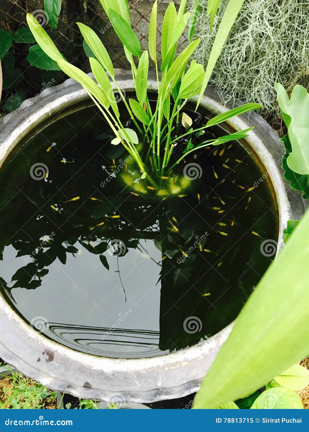 Life in the water stock image. Image of fishes, life - 78813715