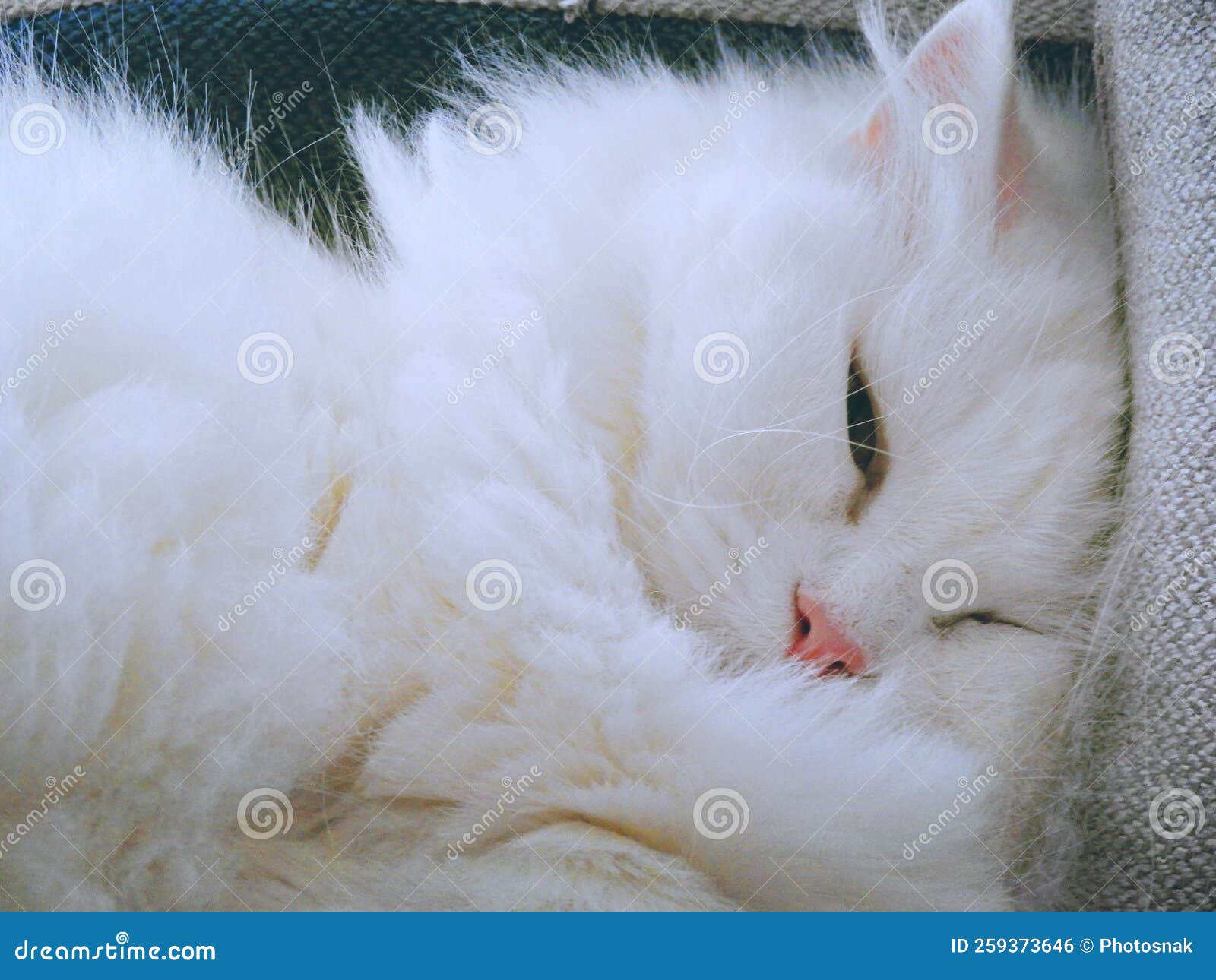 Life of a White Fluffy Cat (Turkish Angora Breed) Stock Photo - Image ...