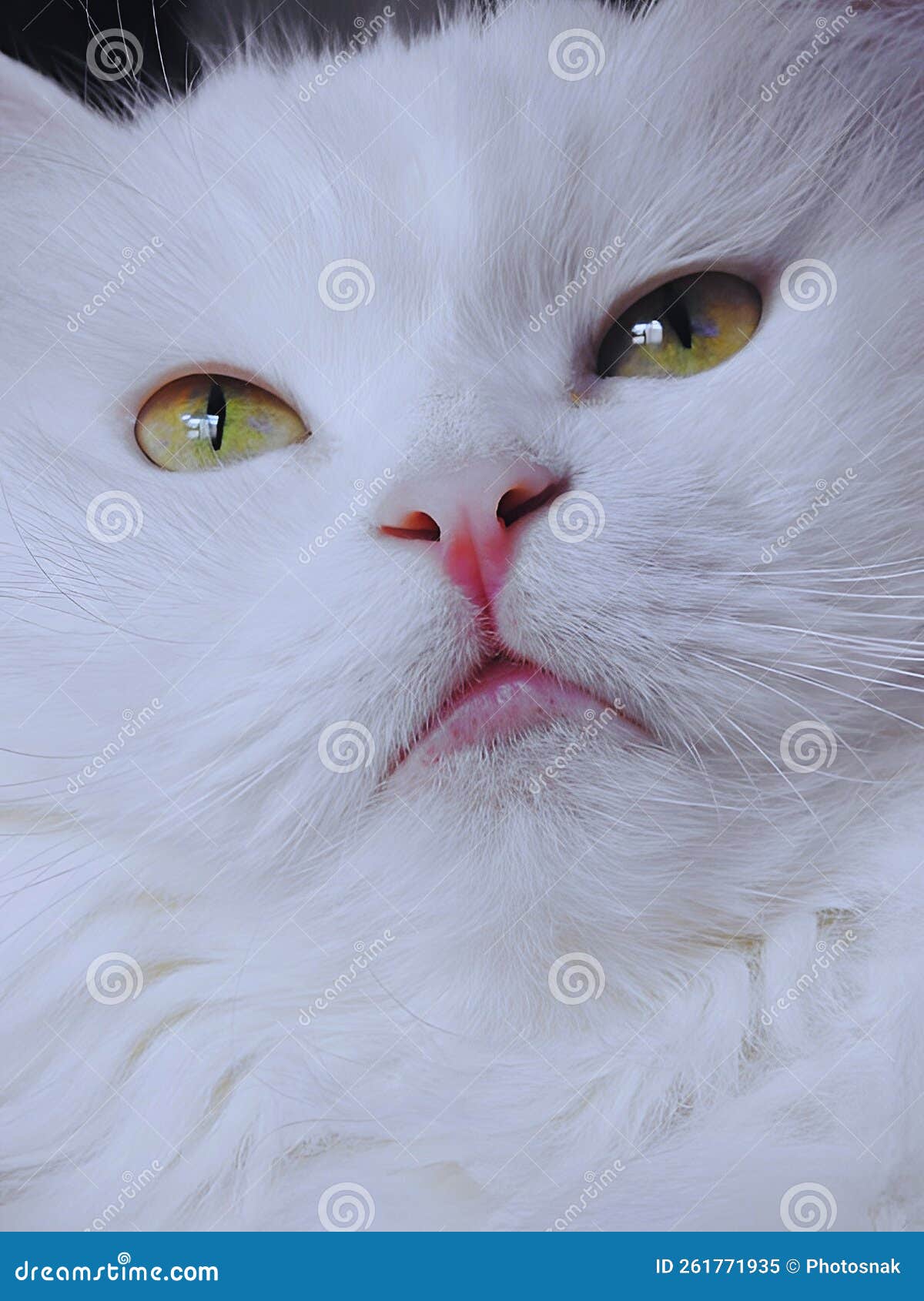 Life of a White Fluffy Cat (Turkish Angora Breed) Stock Image - Image ...